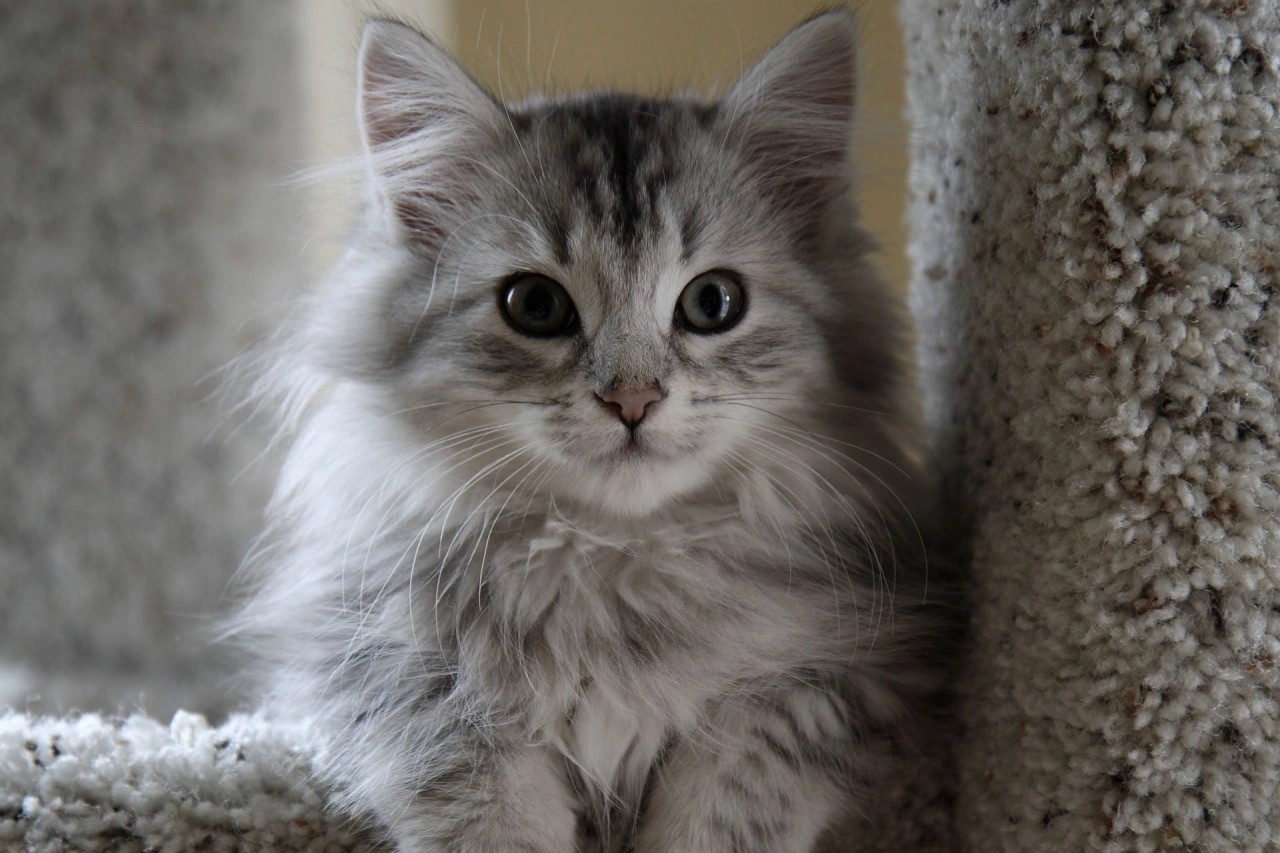 Image Gray Fluffy Cat png Cats Wiki Image Gray Fluffy Cat png Cats Wiki