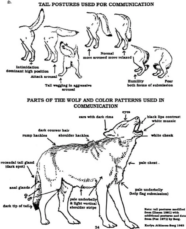 User blog:Muzzlelad/Some wolves facts: COMMUNICATION - YoungOnesPack Wiki