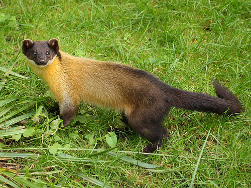 Yellow-Throated Marten - Animal of the world Wiki Yellow-Throated Marten - Animal of the world Wiki