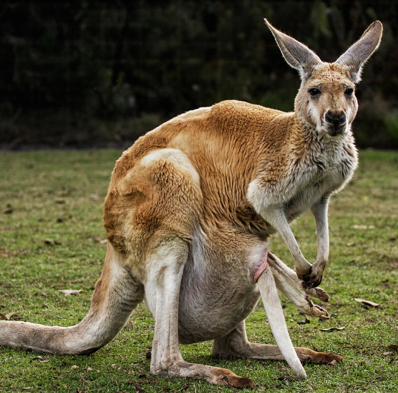 Canguro Rojo - Wiki Reino Animalia