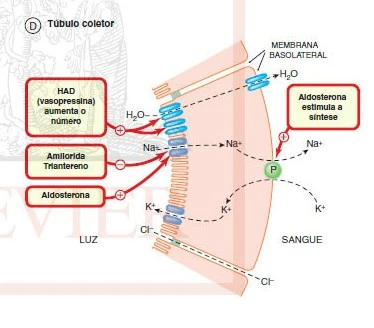 Receptores de aldosterona