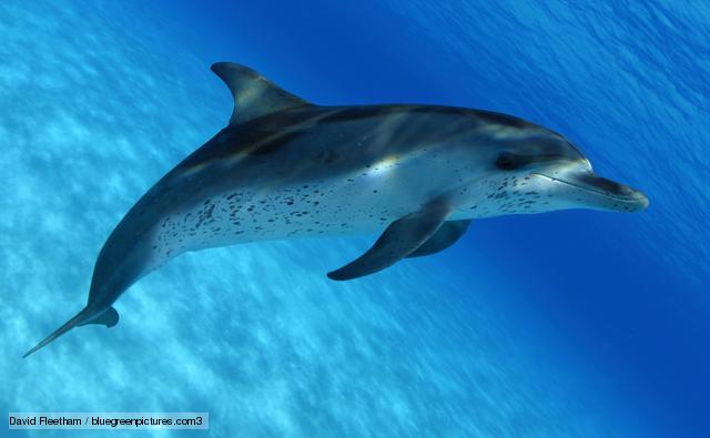 Dolphin - Larry Niven Wiki