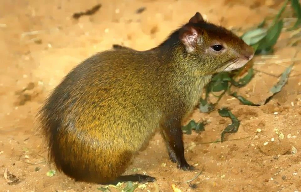 Cutia - Wiki Mundo Animal