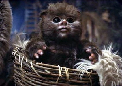 Little ewok : r/Awww