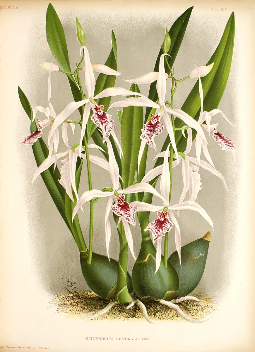 Encyclia - Orchids Wiki