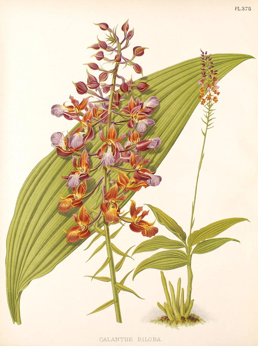 Calanthe - Orchids Wiki