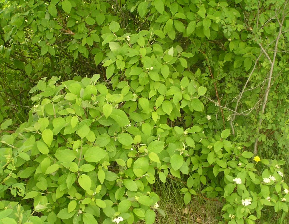 Bush shaking technique - Wildlife of Alberta Wiki
