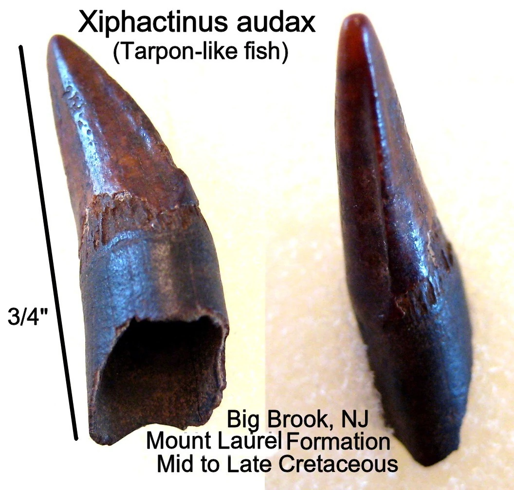 Xiphactinus - Fossil Wiki, the paleontology wiki