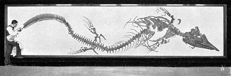 Tylosaurus - Fossil Wiki, the paleontology wiki