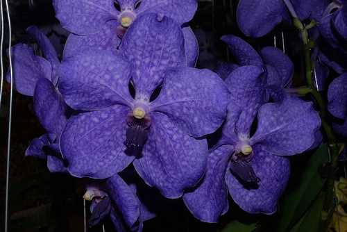 Vanda Royal Blue - Orchids Wiki