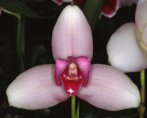 Lycaste skinneri - Orchids Wiki