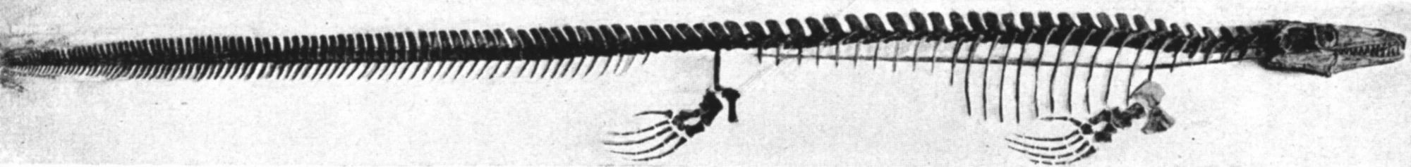 Platecarpus - Fossil Wiki, the paleontology wiki