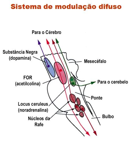 Image - Figura 2 - nucleo ceruleus.jpg - Infomedica Wiki