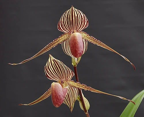 Paphiopedilum rothschildianum - Orchids Wiki