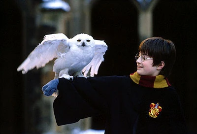 Hedwig – Harry-Potter-Lexikon – Alles über Harry, Ron, Hermine ...