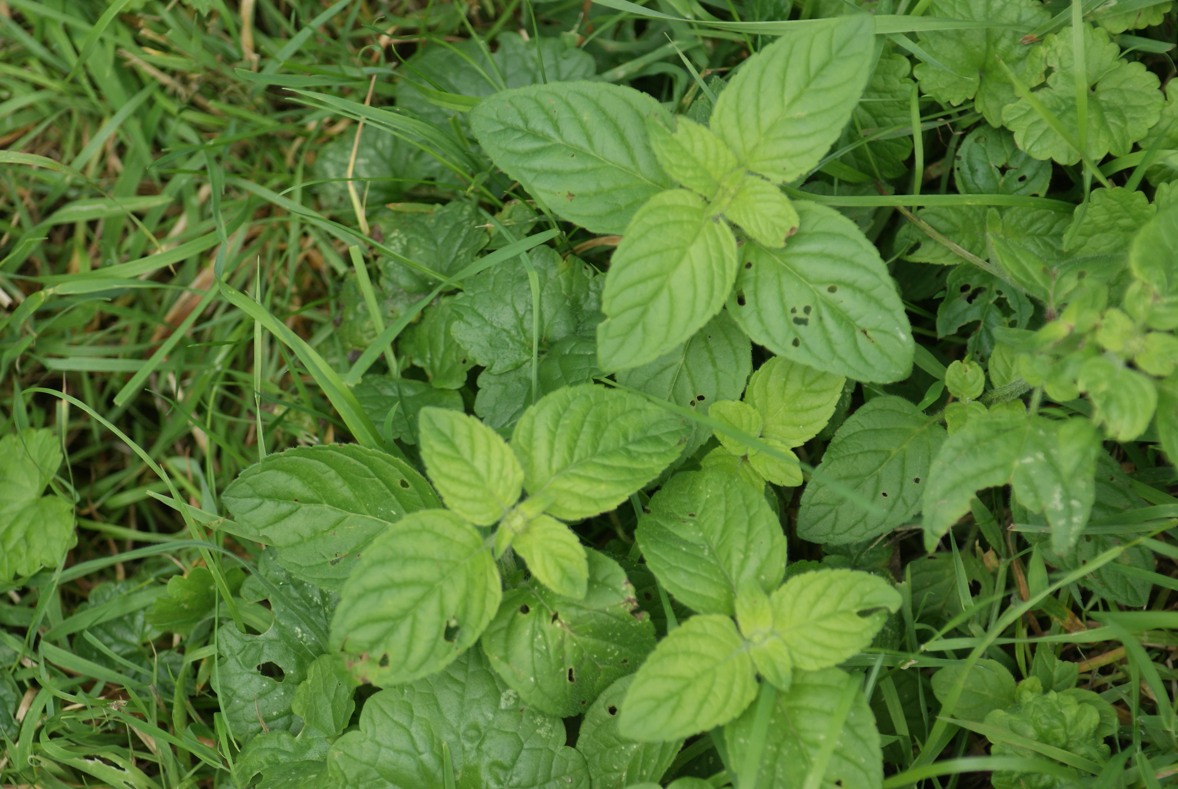 Water Mint - British Wildlife Wiki