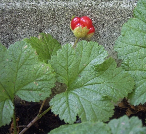 Rubus chamaemorus - Plantspedia, the online encyclopedia about plants