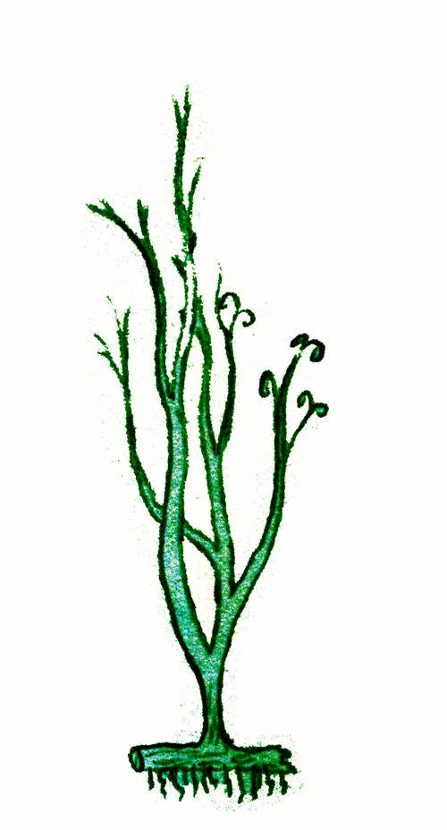 Trimerophytophyta - Plantspedia, the online encyclopedia about plants ...