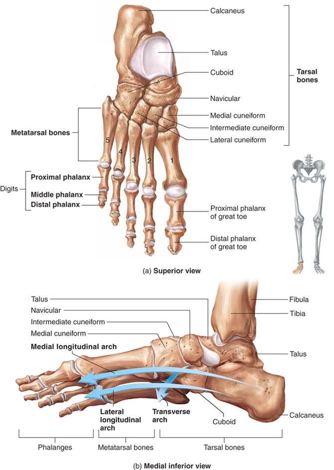 Knogler - Pensumbesvarelse for Humanbiologi og Sygdomslære Wiki