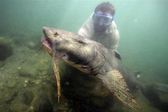 Goonch Catfish - Exotic Fish Wiki