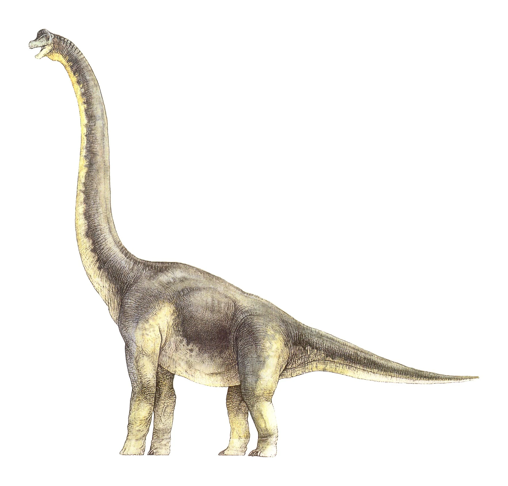 Brachiosaurus - Jurassic Park Wiki