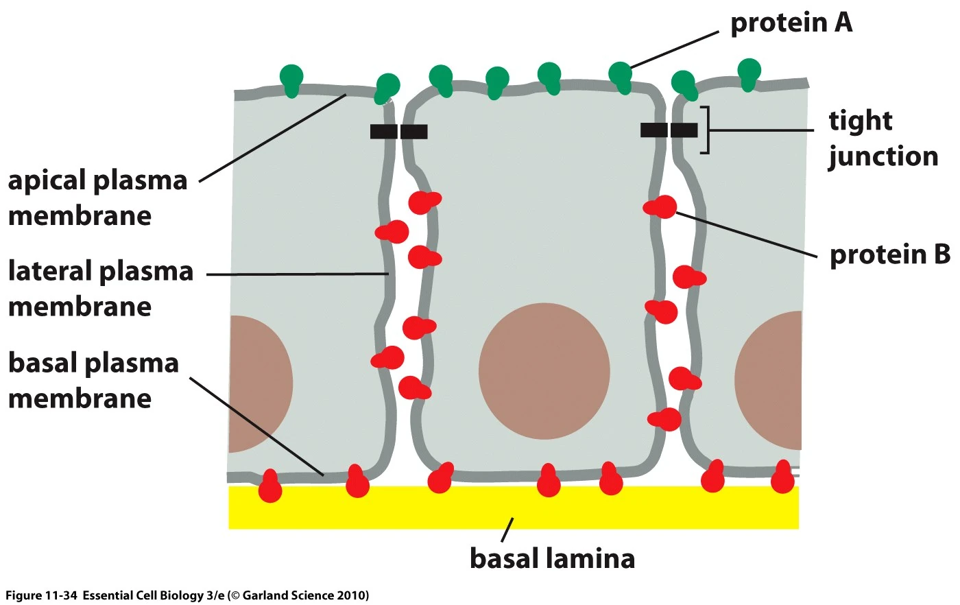 Membranproteiner