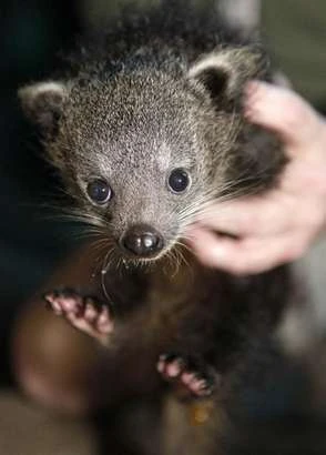 Image - Baby bearcat.jpg - Cincinnati Zoo and Botanical Garden Wiki