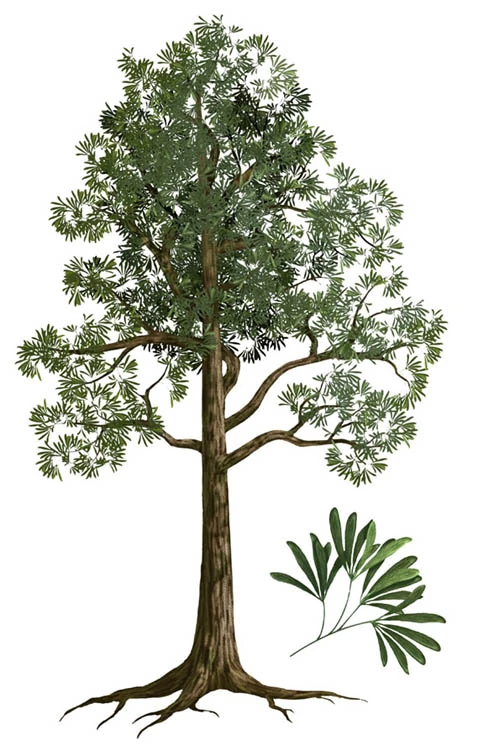 Glossopteris - Cool Dino Facts Wiki