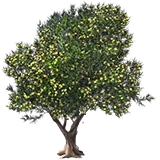 Image - Marketplace Olive Tree-icon.png - Hidden Chronicles Wiki - Wikia