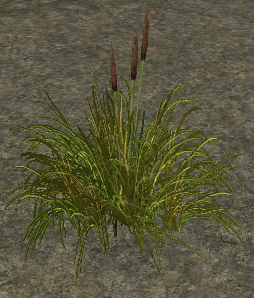 Cattails Wiki