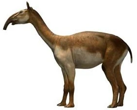 Macrauchenia - Wiki Prehistórico