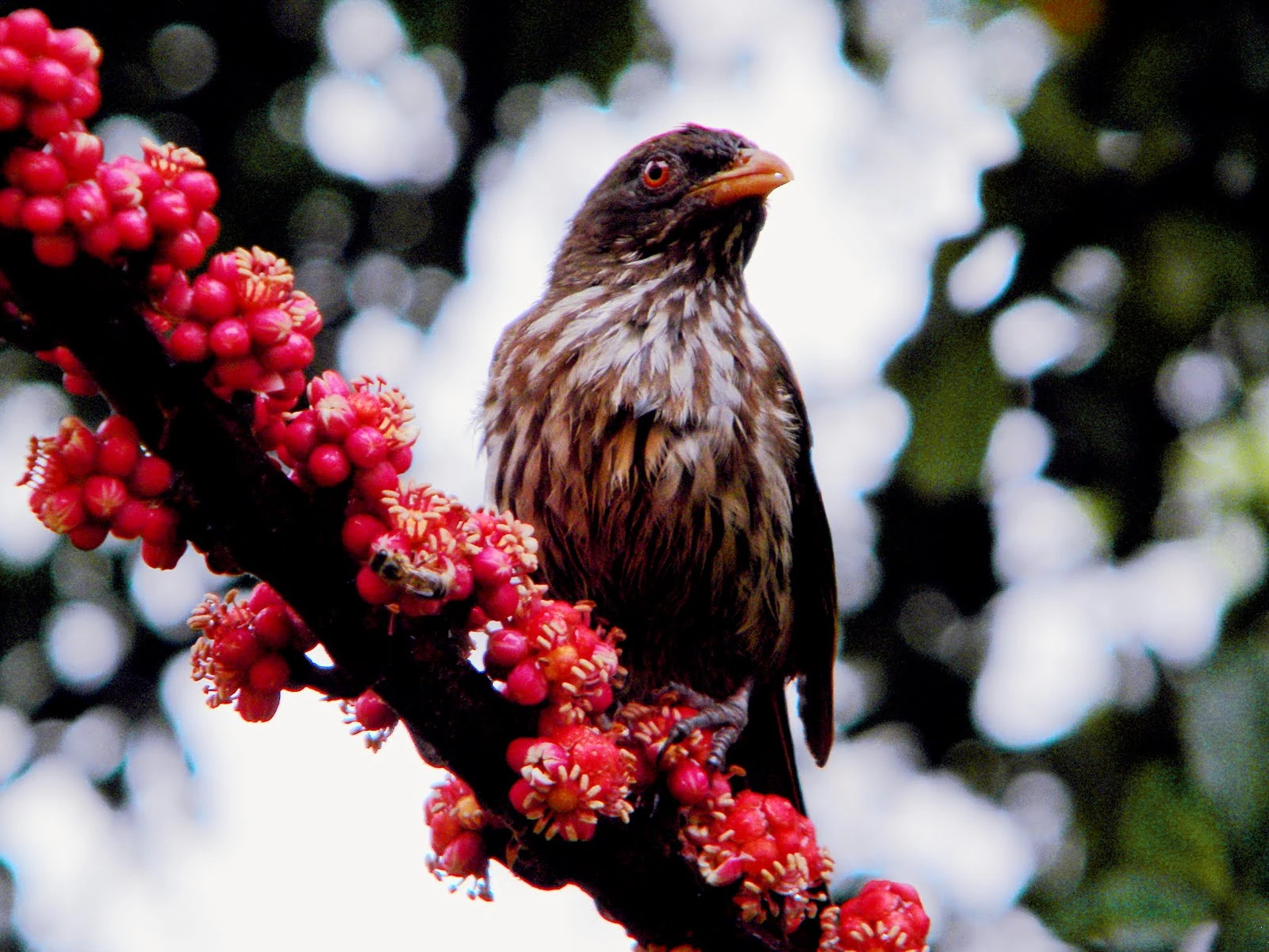 Cigua Palmera - Wiki Reino Animalia