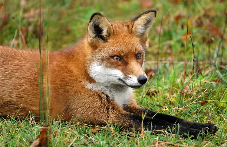 Zorro rojo - Wiki ZooHispania