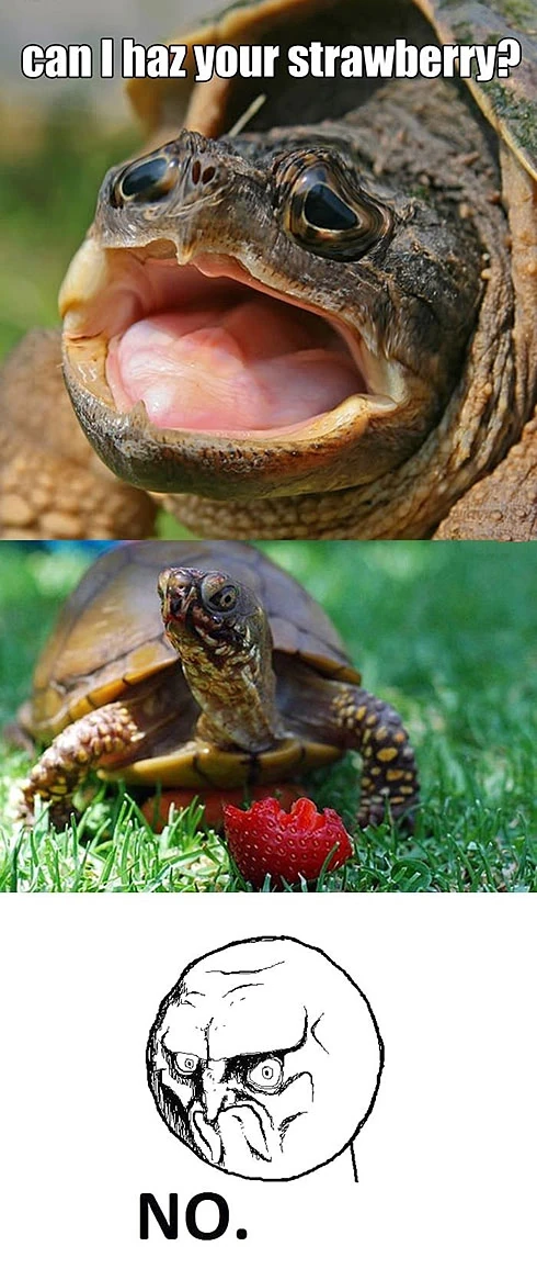 Cute Turtles Eating Strawberries