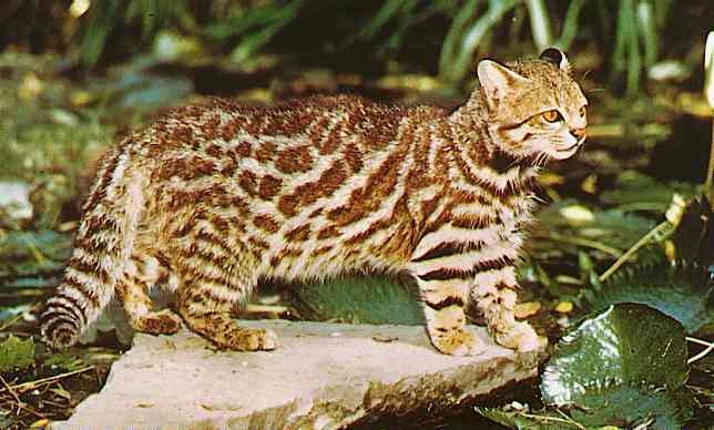 Pampas Cat - Animal of the world Wiki
