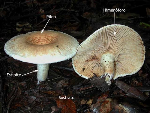 Archivo:Partes-de-un-hongo.jpg - Wiki Winner - Wikia