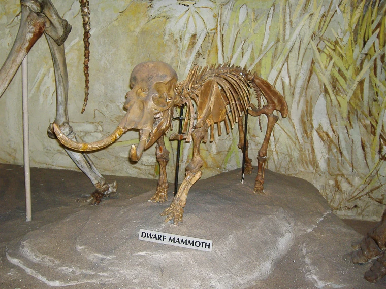Palaeoloxodon - Dinopedia - the free dinosaur encyclopedia