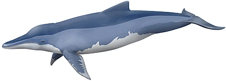 Squalodon - Dinopedia - the free dinosaur encyclopedia