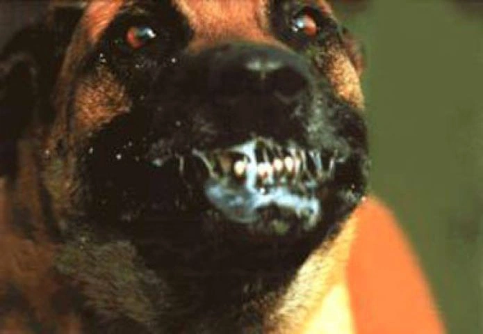 Imagen - Perro rabioso ladrando wikihammer.png - Wikihammer 40k