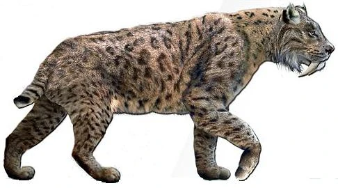 Smilodon fatalis - Wiki Prehistórico