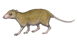 Morganucodon - Wiki Prehistórico