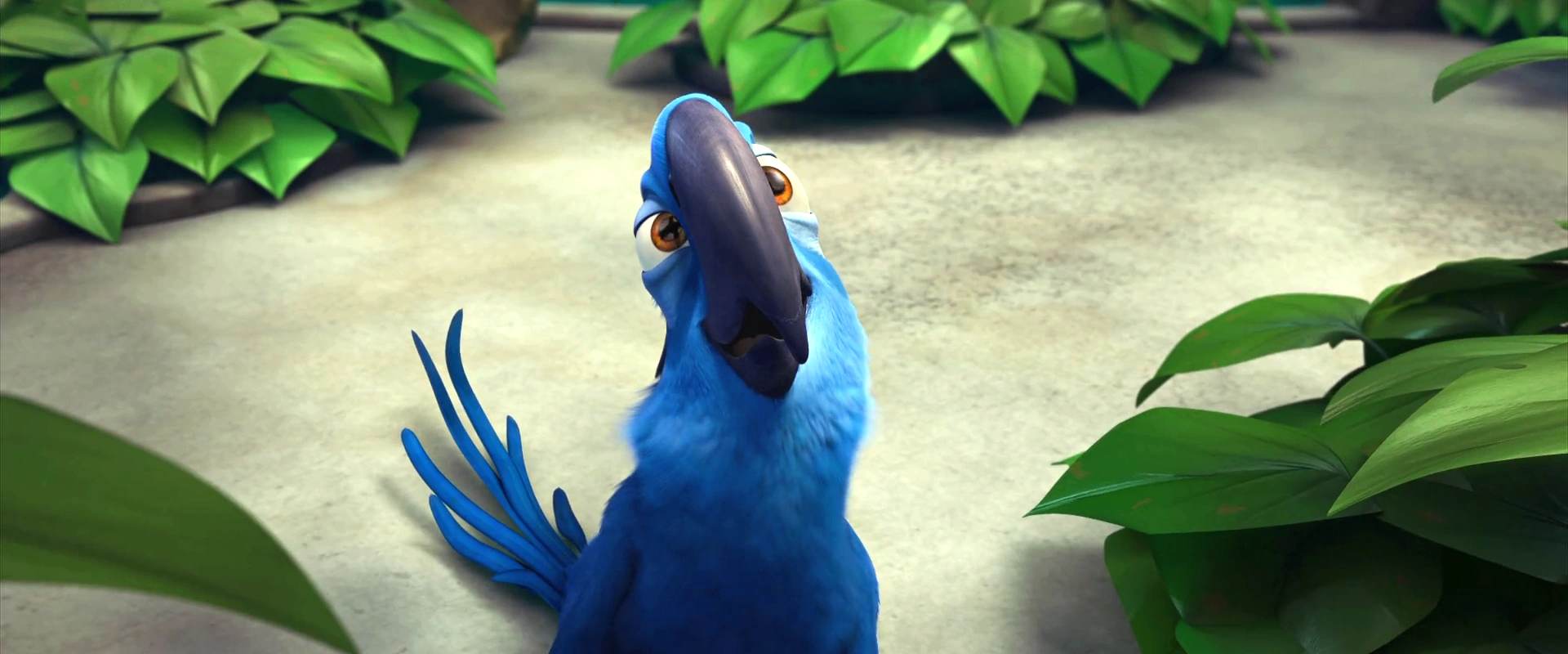 Image - Blu looking at jewel.png - Rio Wiki