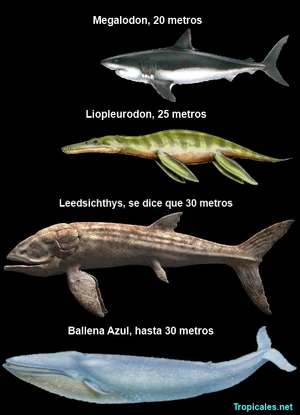 Basilosaurus Size Comparison Battle Arena Mosasaur Vs Kronosaurus