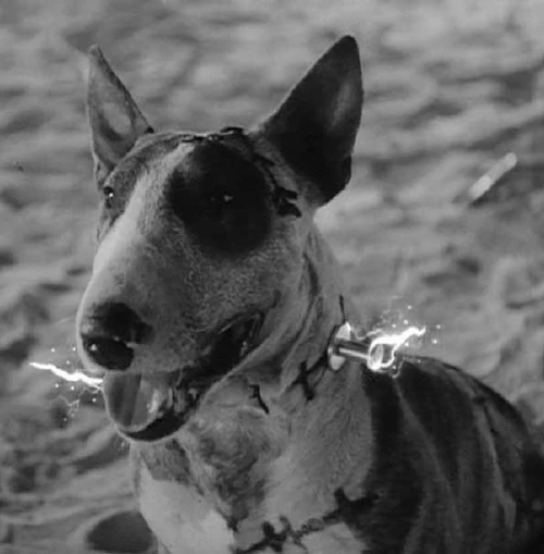 Sparky (Frankenweenie) - Disney Wiki - Wikia