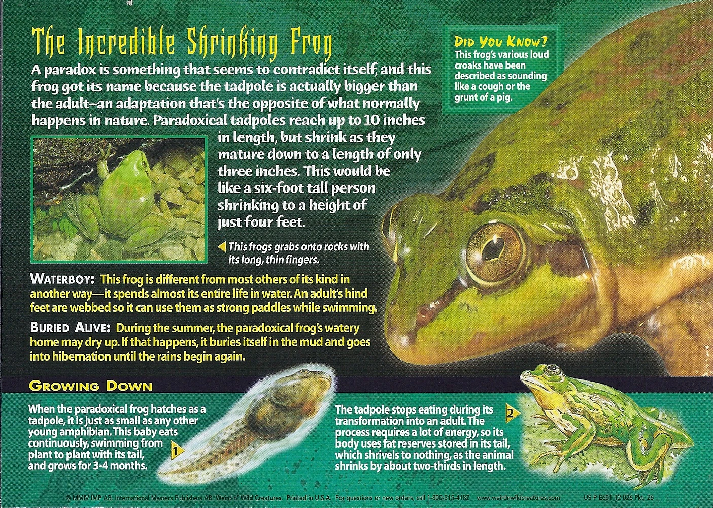 Paradoxical Frog - Wierd N'wild Creatures Wiki