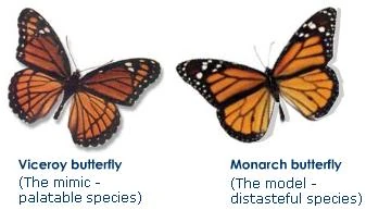 Mimicry - DragonflyIssuesInEvolution13 Wiki