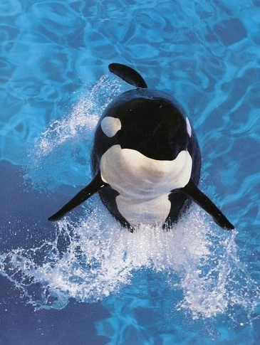 Kahana And Kenau: Two Orca Deaths Deconstructed – The Earthist Chronicles