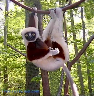 Zoboomafoo Archive