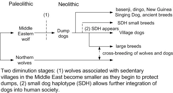 Evolution Of Dog Timeline Dog Breed Timeline | Goldenacresdogs.com