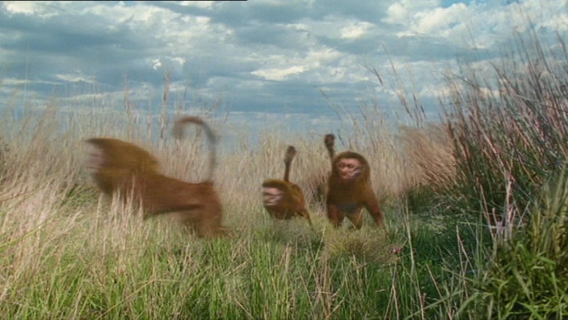 Babookari - The Future Is Wild Wiki